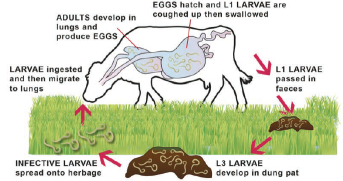 Lungworm, not just a disease of youngstock - Farmacy