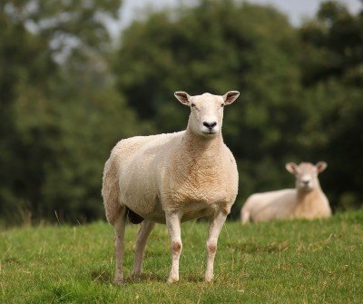 Ram Fertility and Tupping - Farmacy
