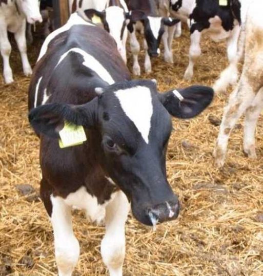 Calf Pneumonia: signs, symptoms and prevention tips - Farmacy
