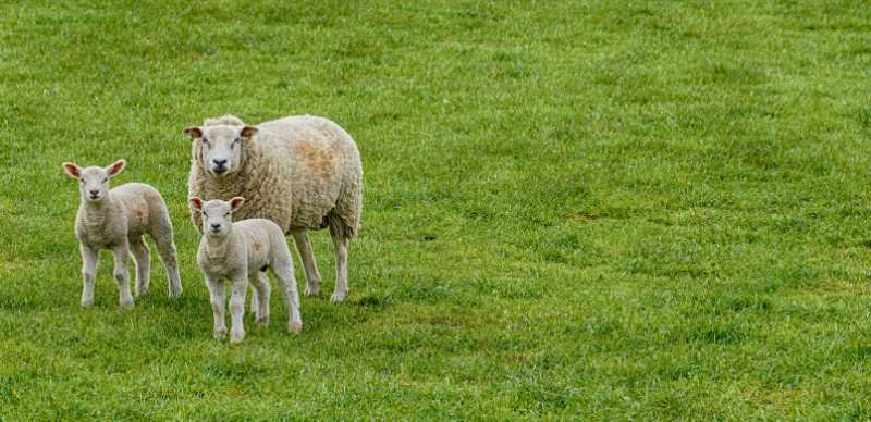Lambing Box Offer 2022 - Farmacy