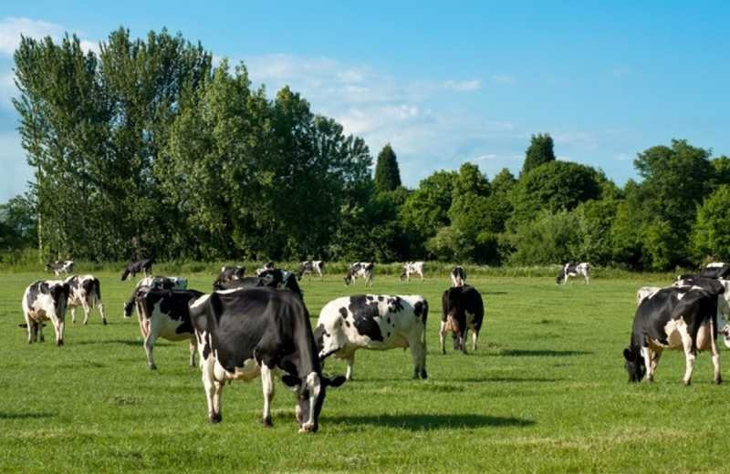 Will you be Vaccinating your Cattle Against Leptospirosis this Spring ...