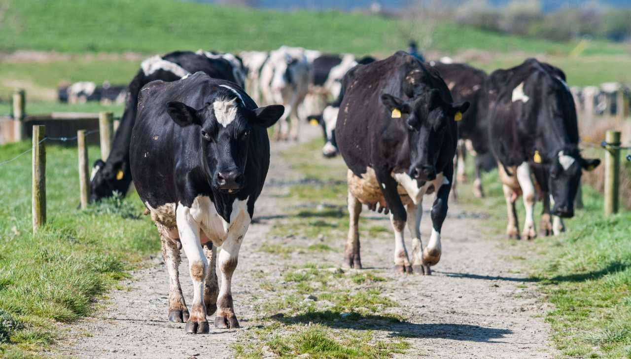 Combatting the threat of lungworm in adult cows - Farmacy
