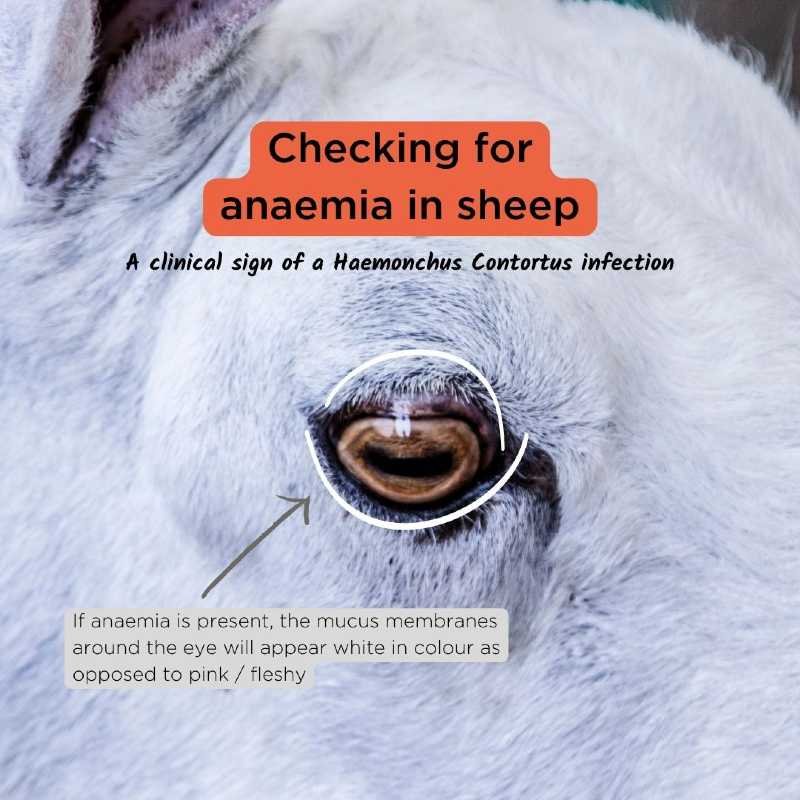 SCOPS - Be alert to haemonchus risk - Farmacy