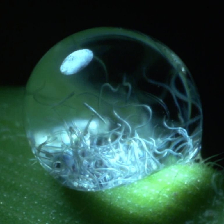 Managing your pasture to master the parasites - Farmacy