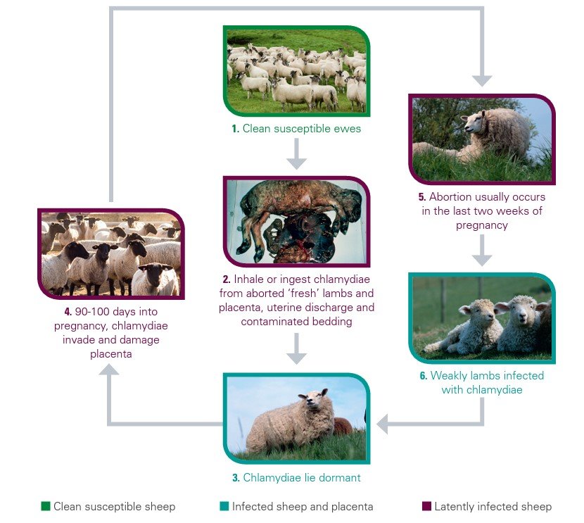 The Flockmaster’s Guide to Abortion and Vaccination - MSD - Farmacy