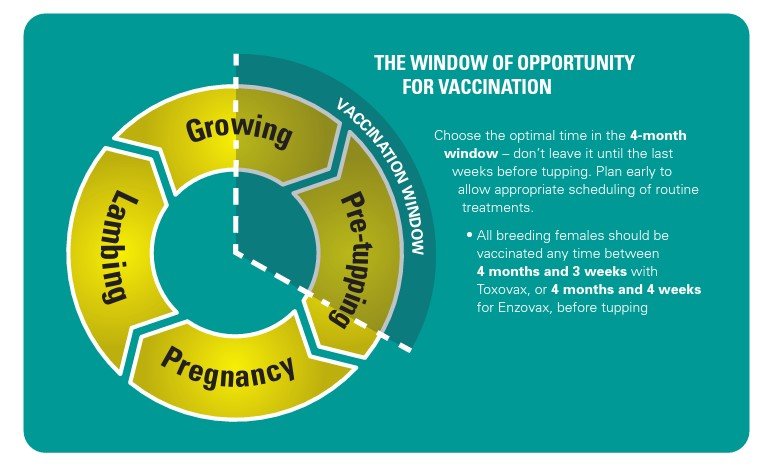 The Flockmaster’s Guide to Abortion and Vaccination - MSD - Farmacy