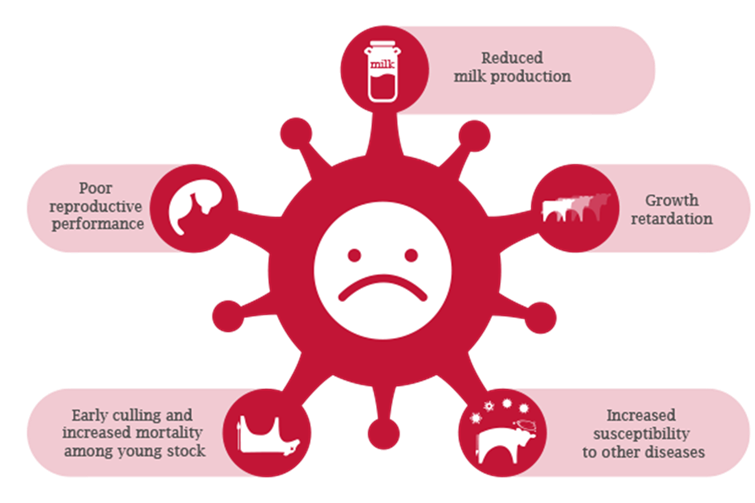 Why Eradicate BVD? - Farmacy