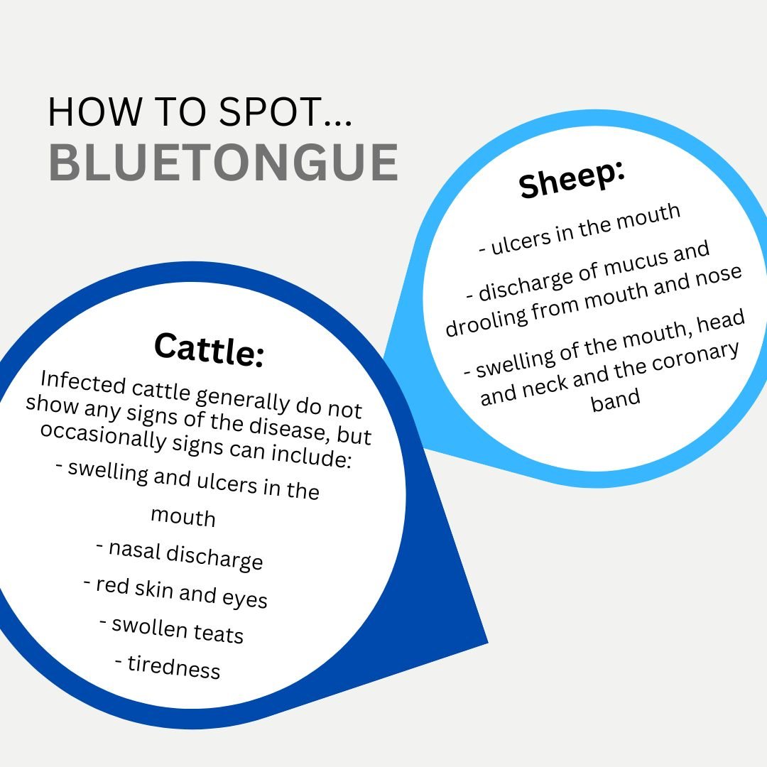 Bluetongue awareness – what we know - Farmacy