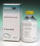 MSD Porcilis Ery - Farmacy