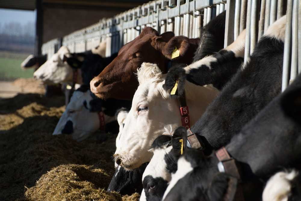 Feed Stuffs Analysis - Basic - Farmacy