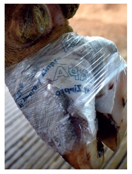 Progiene Adaptarap 3 pack - Farmacy